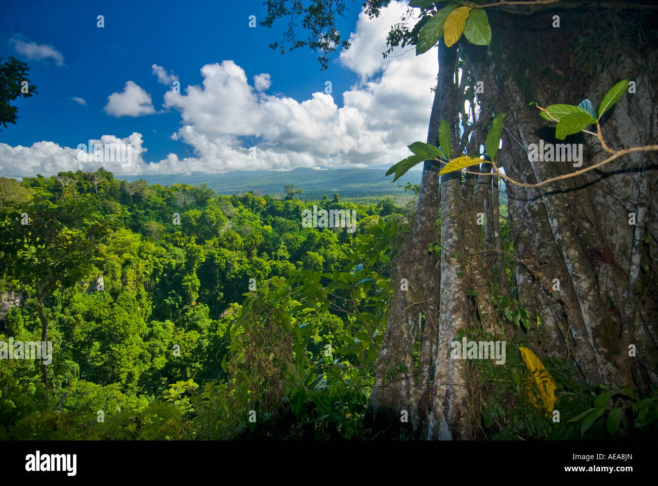Tropical biosphere sun sunny blue sky polynesia hi-res stock ...