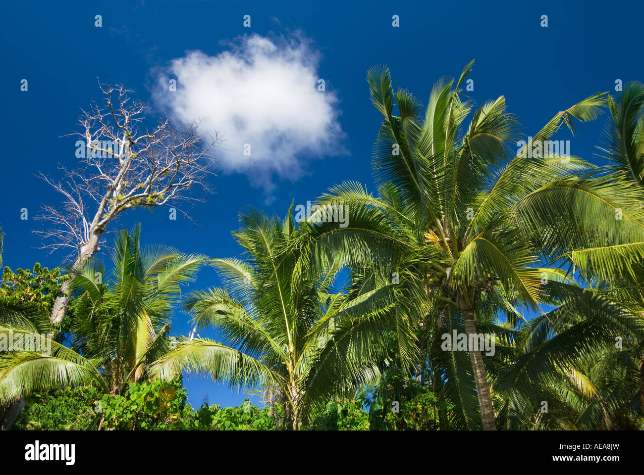 SAMOA SAVAII landscape typically typical region island palms sun ...