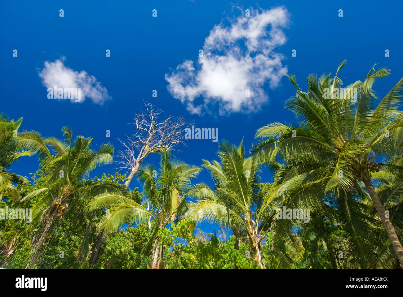 SAMOA SAVAII landscape typically typical region island palms sun ...