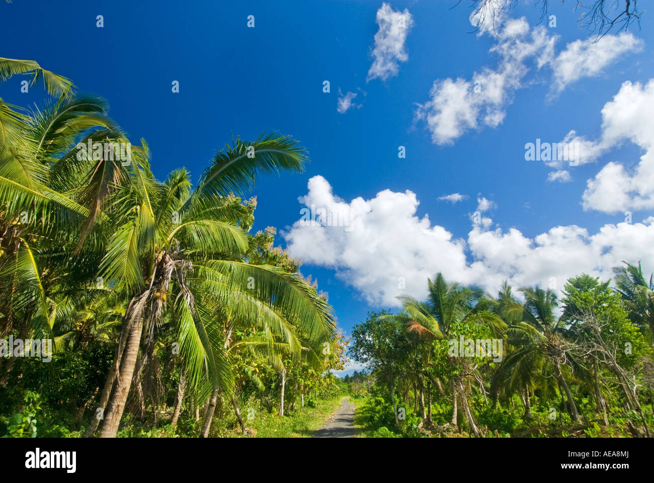 SAMOA SAVAII landscape typically typical region island palms sun ...