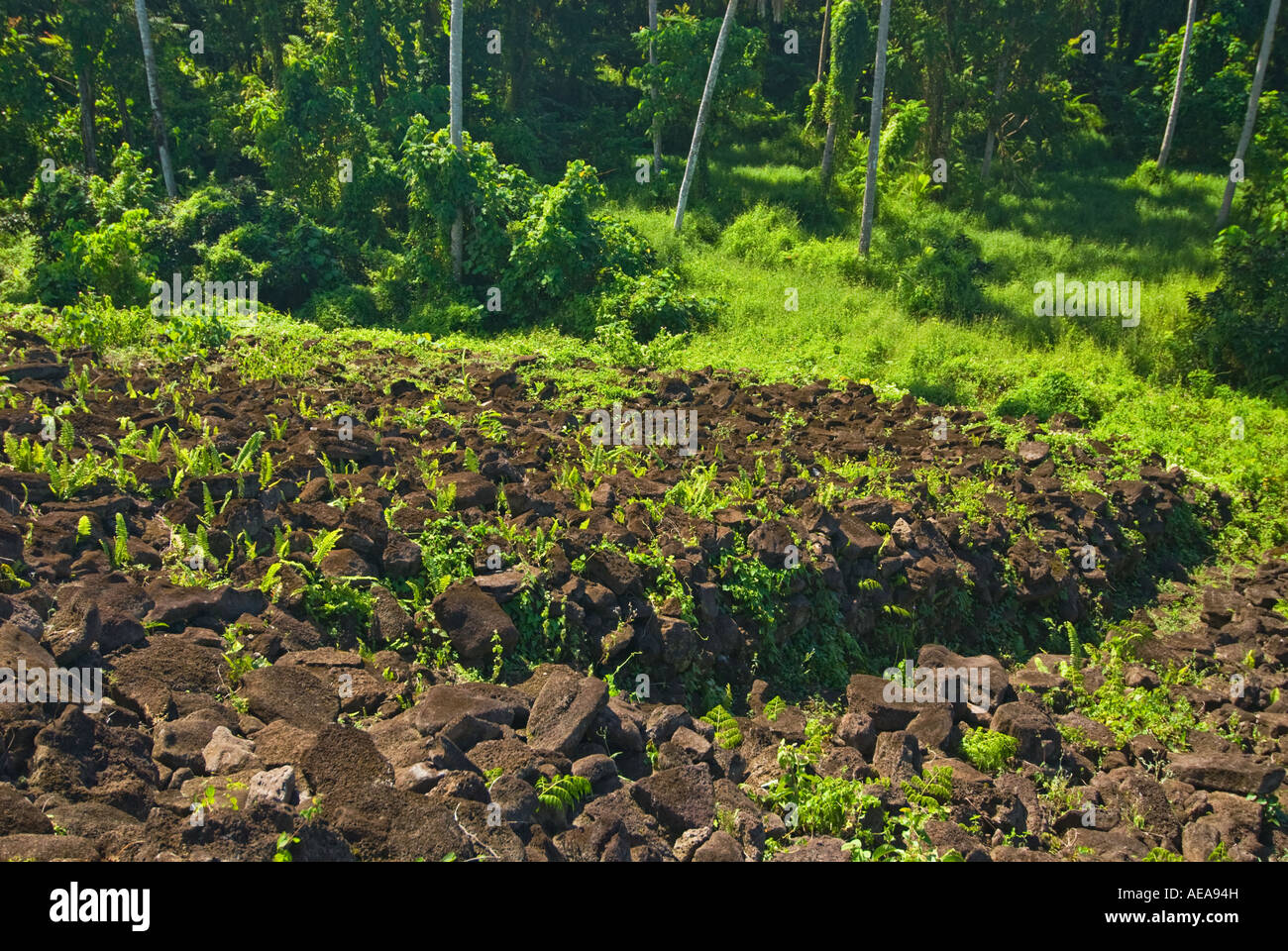 Pulemalei ancient star mound SAMOA SAVAII tropical rainforest Stock ...