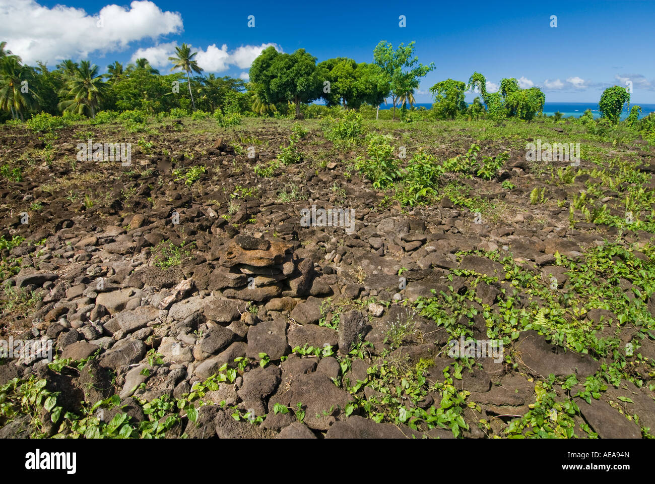 Pulemalei ancient star mound SAMOA SAVAII tropical rainforest Stock ...