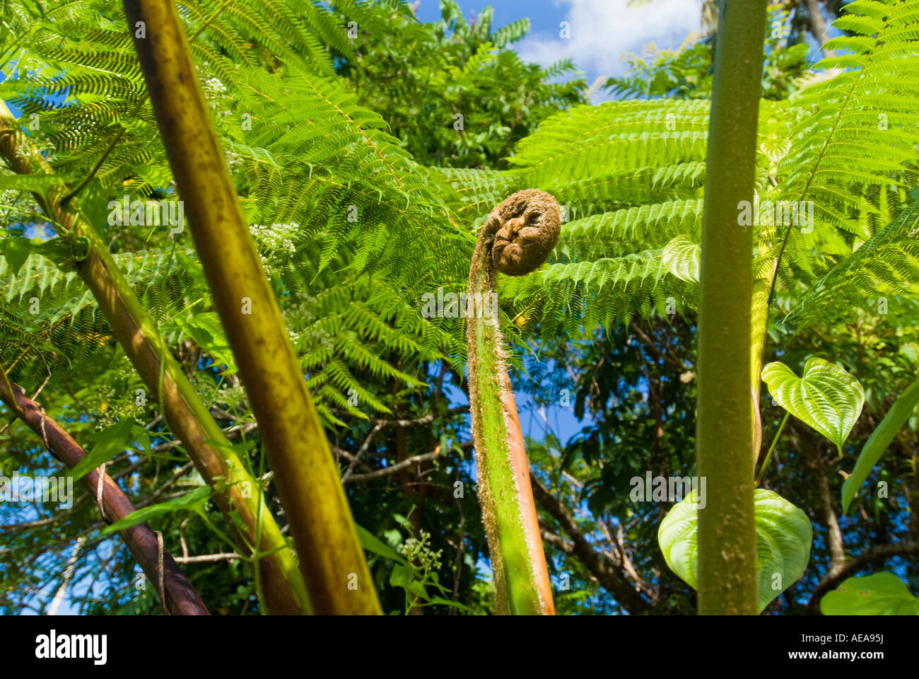 big huge green giant fern SAMOA ISLANDS South southsea sea Pacific wild ...