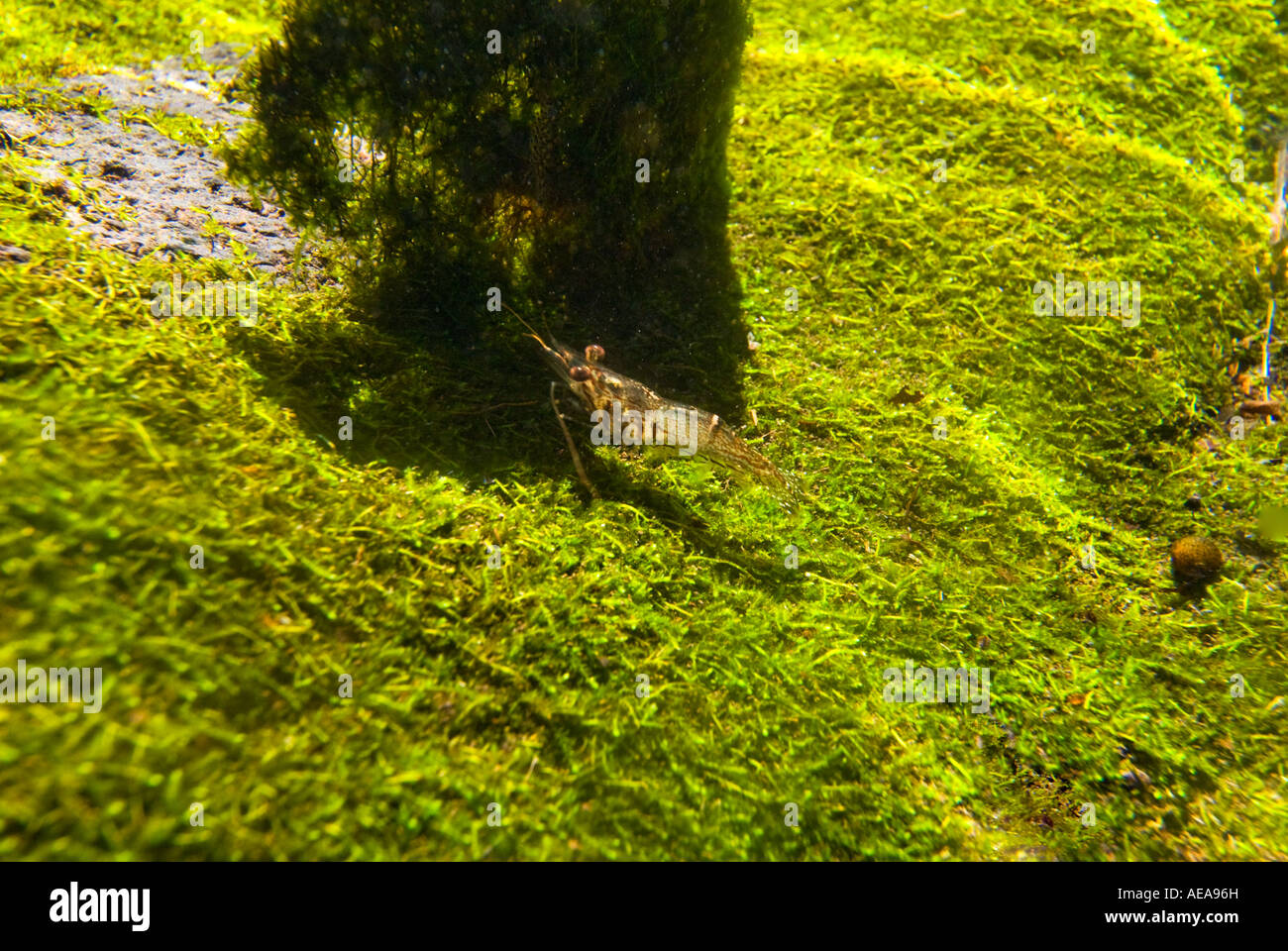SAMOA diving in the Olemoe Falls shrimp prawn fresh water sweet under ...
