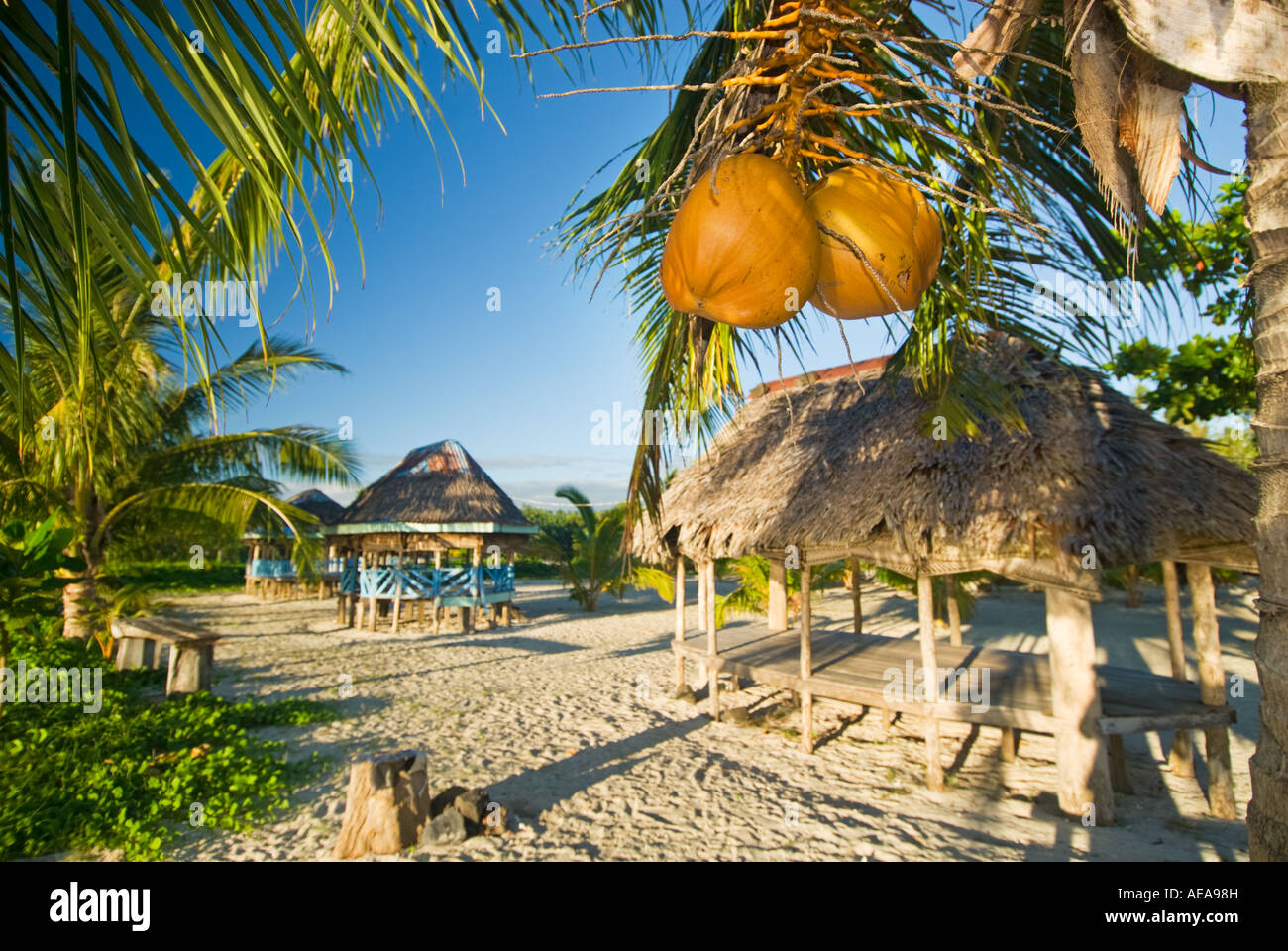 SAVAI Western Samoa beach strand MANASE coco coconut tree fales hut ...