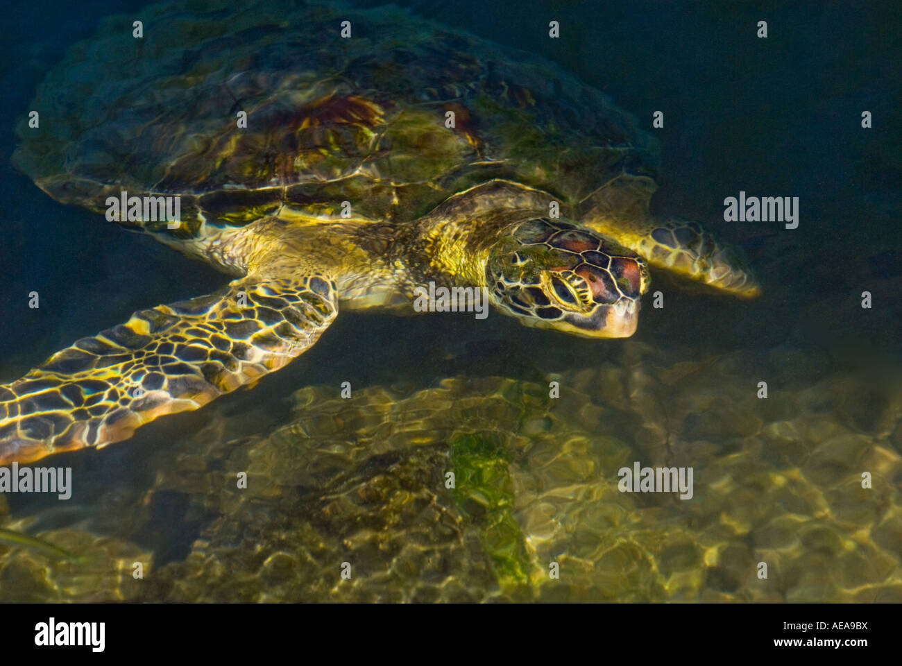 SAMOA big green sea turtle SAVAII Island sea ocean pacific water under ...