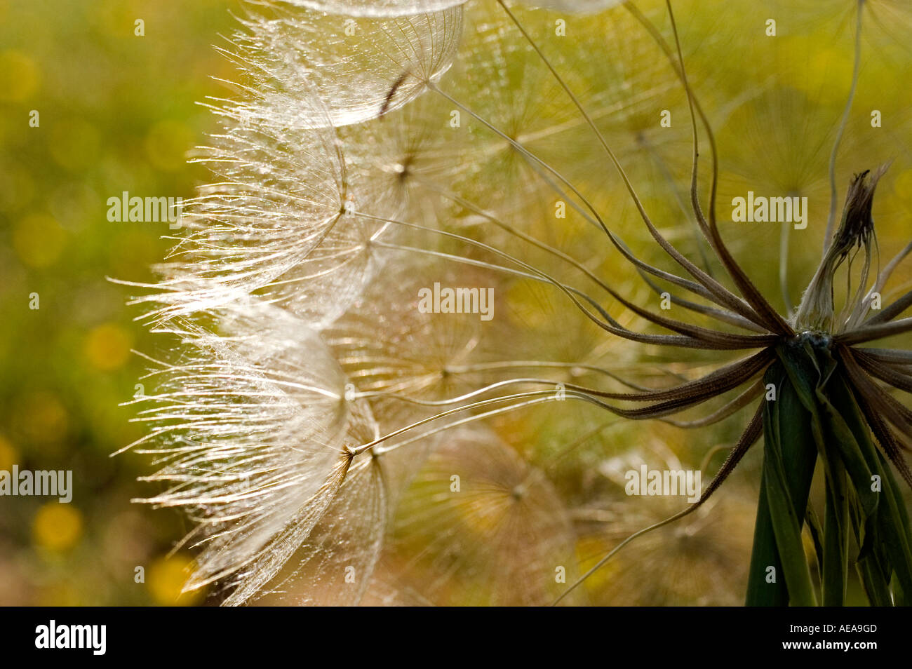 Dandelion seed germination hi-res stock photography and images - Alamy