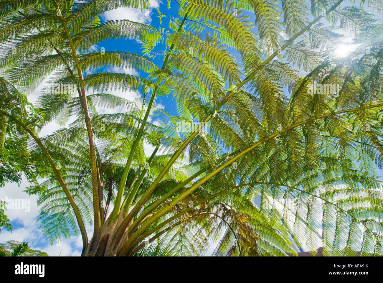 big huge green giant fern SAMOA ISLANDS South southsea sea Pacific wild ...