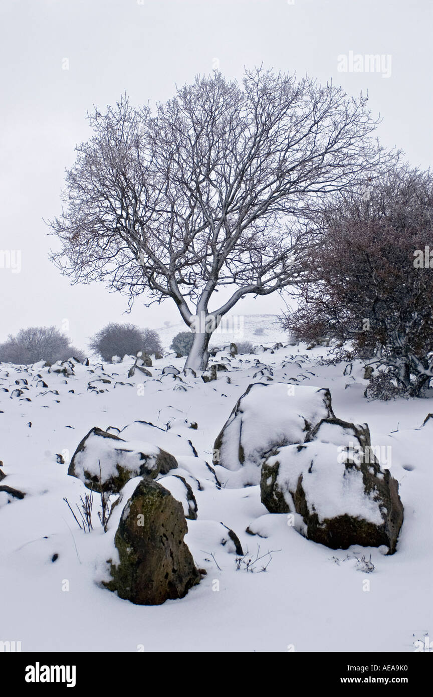Tree in snow Stock Photo - Alamy