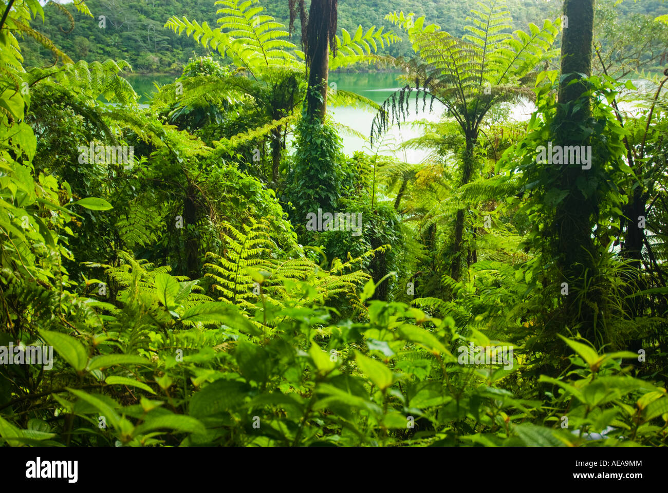 LANOTOO lake pond water in the jungle rainforest forest tropic tropical ...