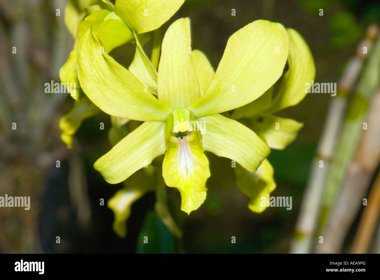 ORCHID flower plantation fields agriculture FIJI ISLANDS South southsea ...