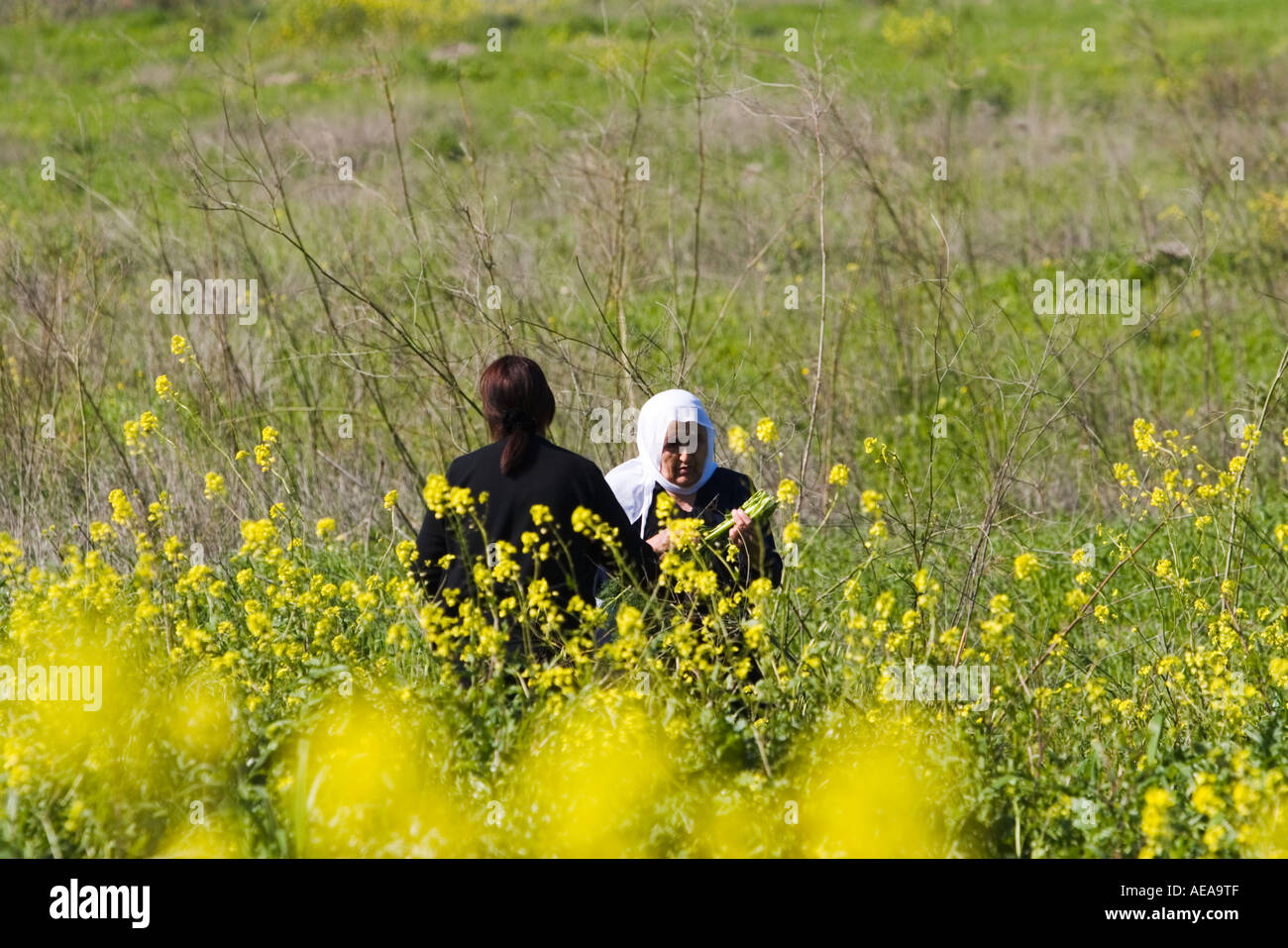 Arab woman in the field Israel Stock Photo - Alamy
