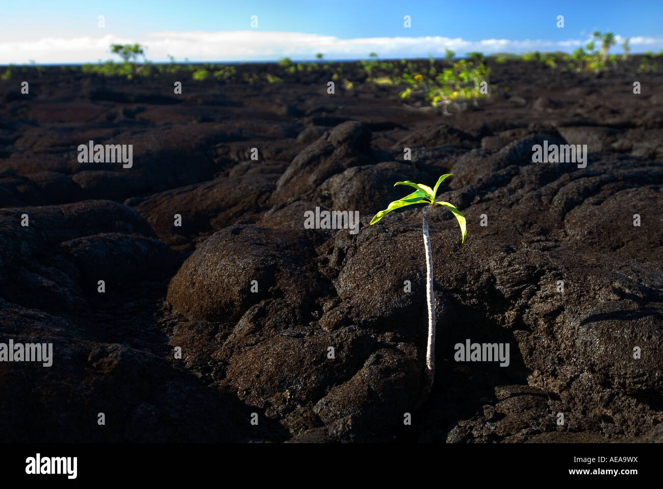 Lavafield of Saleaula MAUGA SAMOA Lava Field Savaii Western Samoa 1 one ...