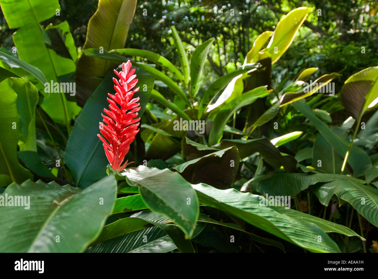 typical symbol red ginger plant flower blossom FIJI ISLANDS South ...