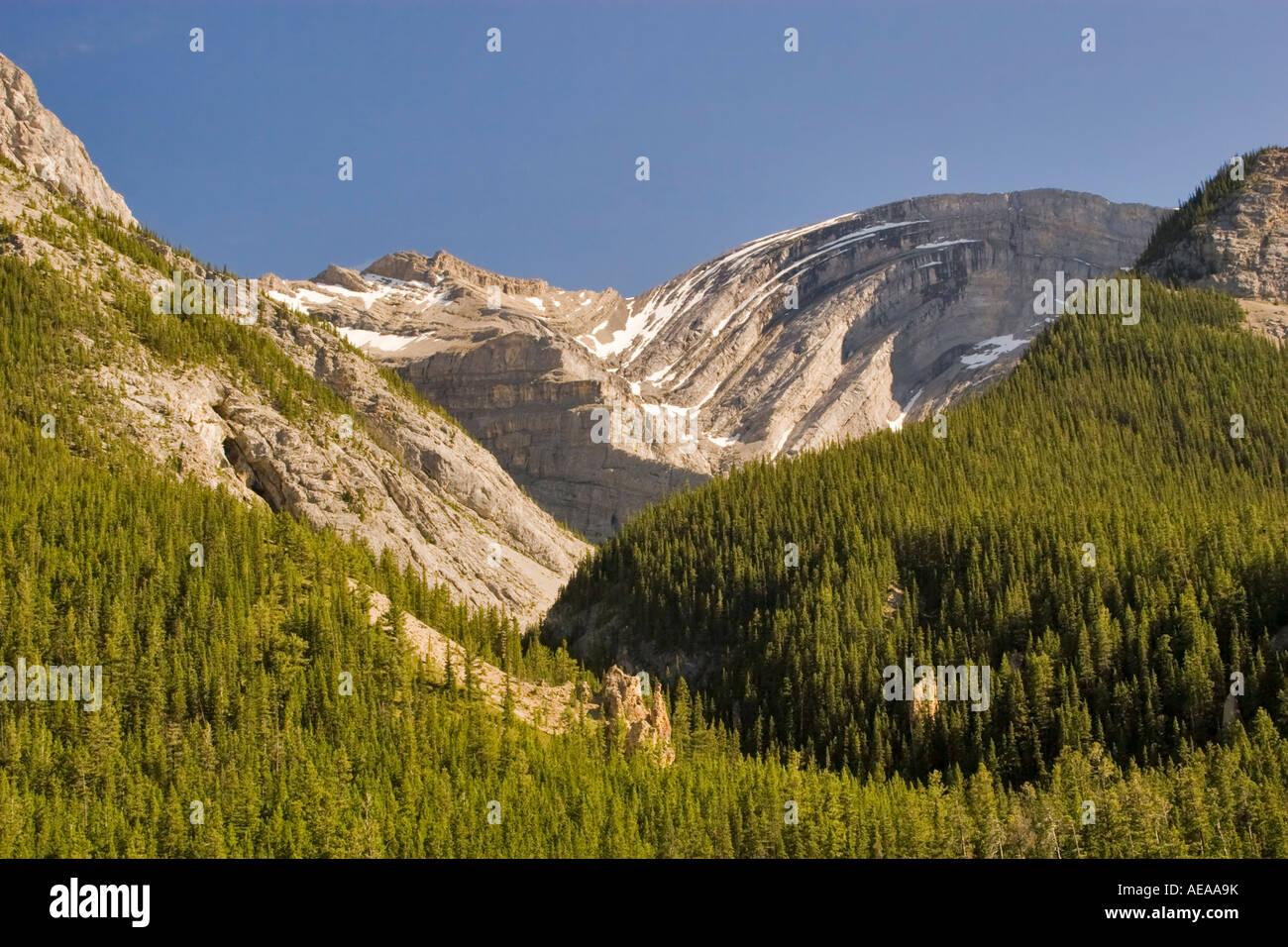 Pine Forests Cover the Lower Slopes of the Mountains at Lake Minnewanka ...
