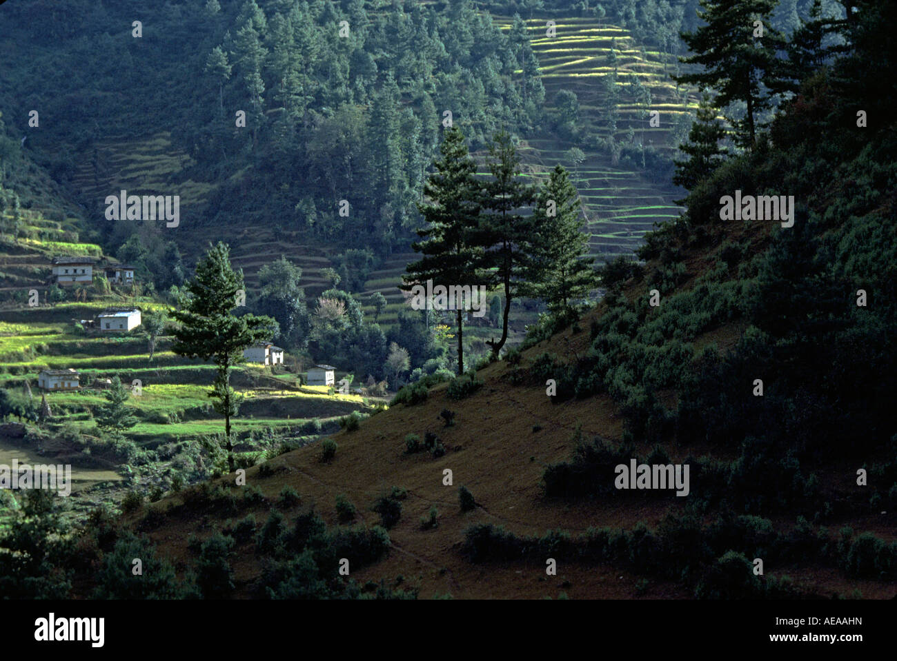 Rice terraces in the middle hills SOLU TREK NEPAL Stock Photo - Alamy