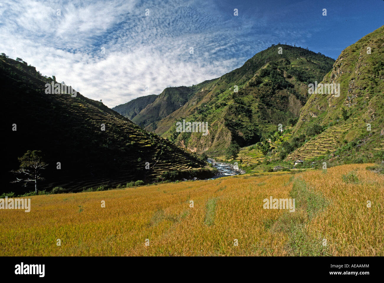 Likhu river valley and terraced rice patties SOLU TREK NEPAL Stock ...