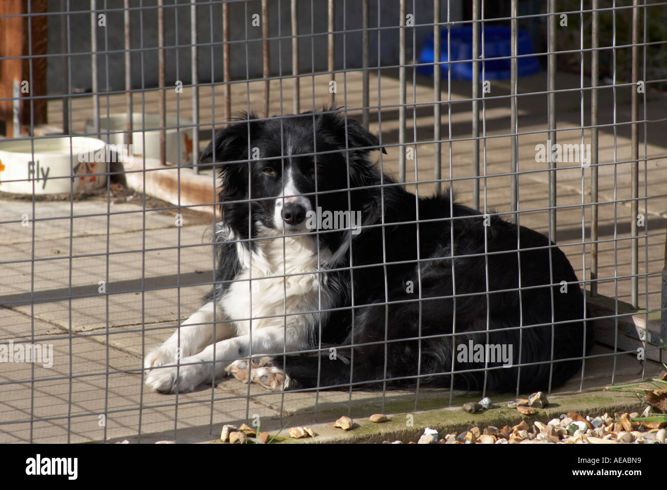Border Collie in Kennel Stock Photo - Alamy