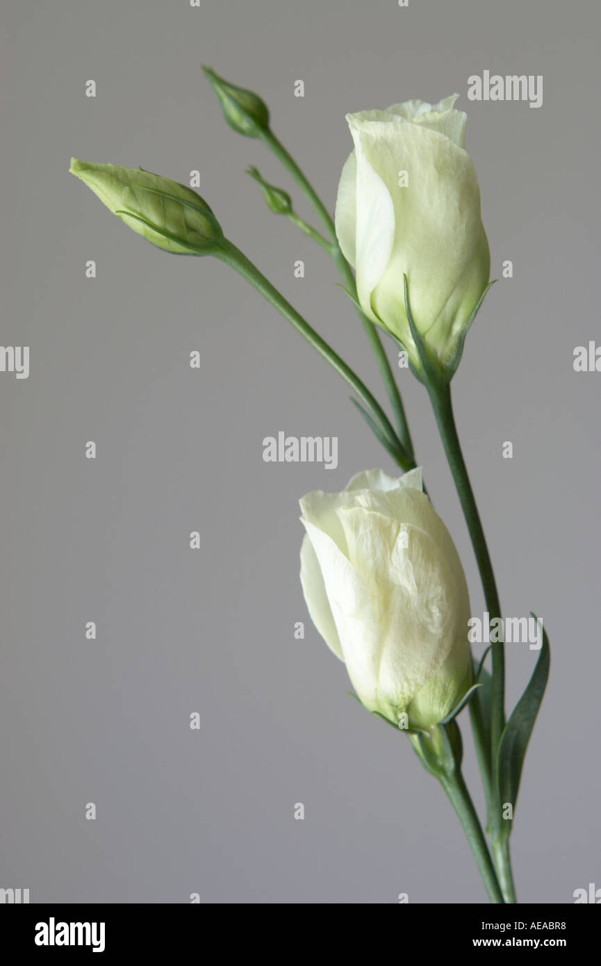 Ivory flower hi-res stock photography and images - Alamy