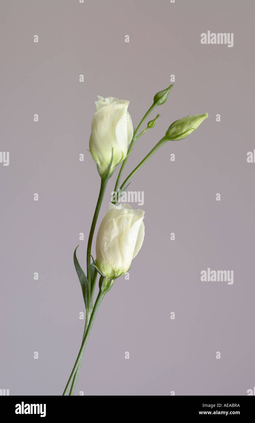 Cream Lisianthus Flower