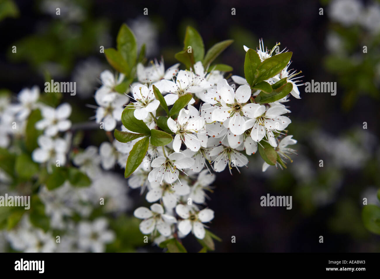 Sloe hedge hi-res stock photography and images - Alamy