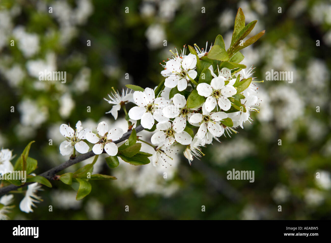 Sloe hedge hi-res stock photography and images - Alamy