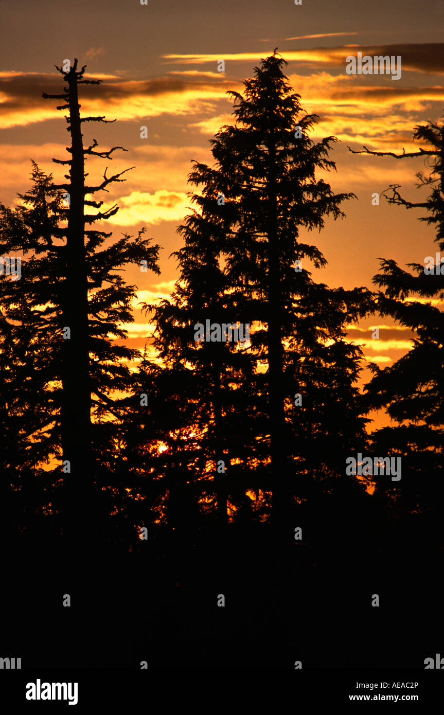 Cascades in forest hi-res stock photography and images - Alamy