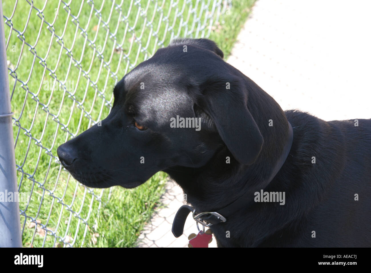 Black lab mix looking through chain link fence Stock Photo - Alamy