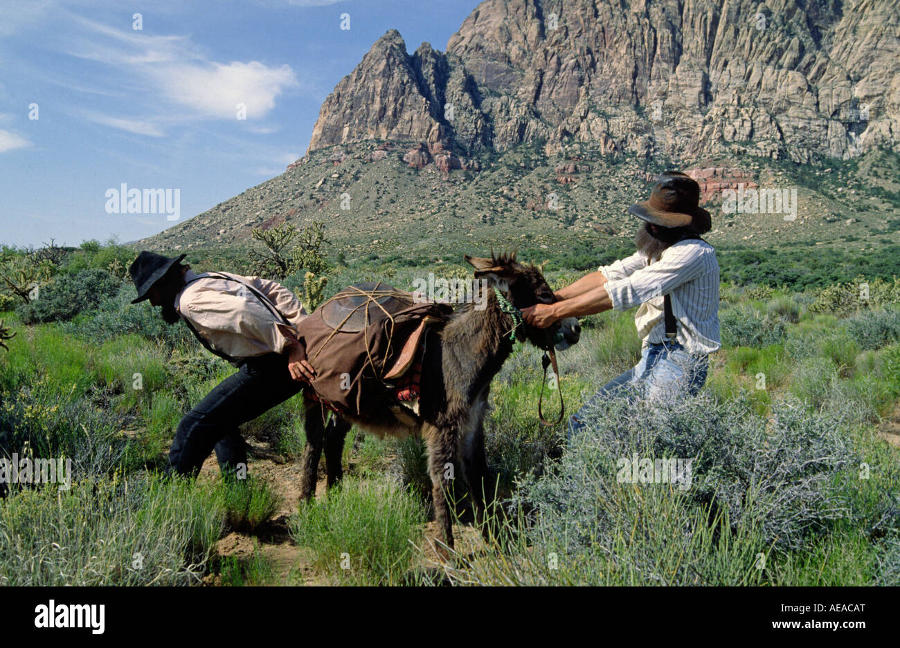 Gold prospector donkey hi-res stock photography and images - Alamy