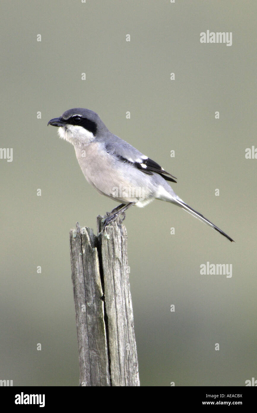 Great grey shrike hi-res stock photography and images - Alamy