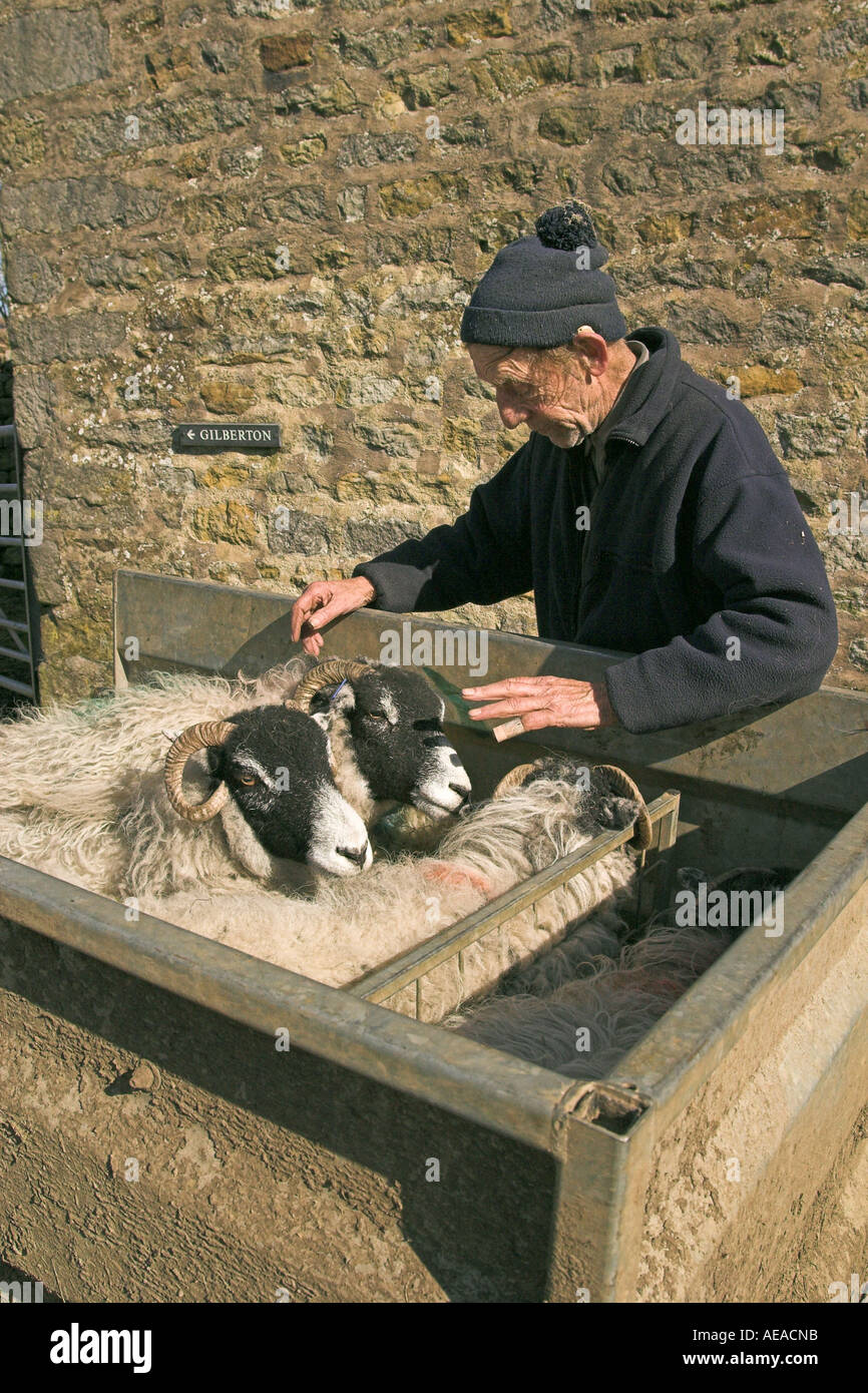 Farmer tending sheep in the hamlet of Tarnbrook, Forest of Bowland ...