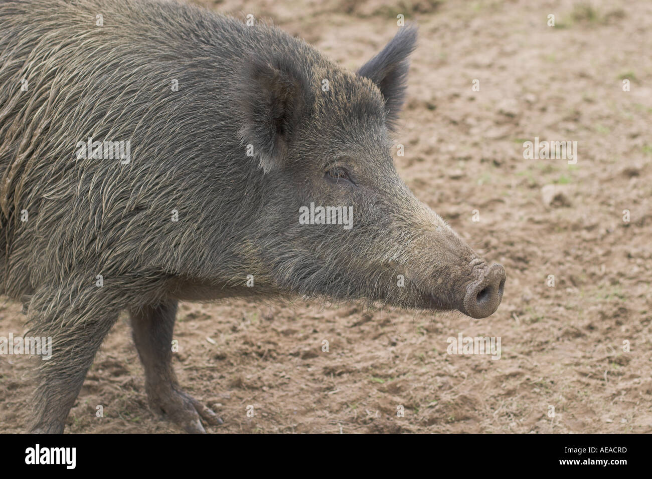 Boar / Bowland Wild Boar Park / Chipping / Lancashire / UK Stock Photo ...