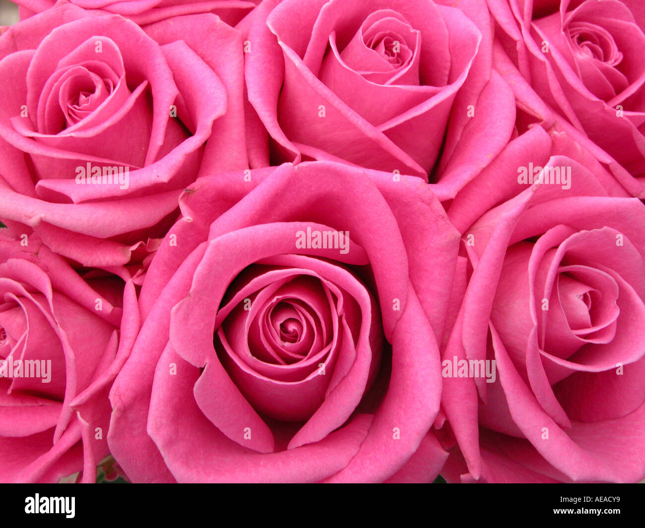 close up of bunch of deep pink roses Stock Photo - Alamy