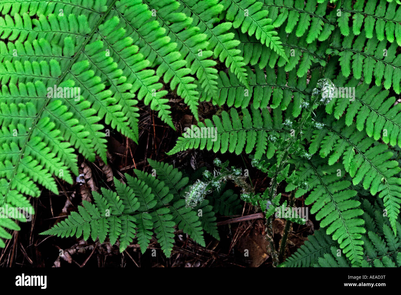 FERNS grow on the forest floor POINT LOBOS STATE PARK CALIFORNIA Stock ...