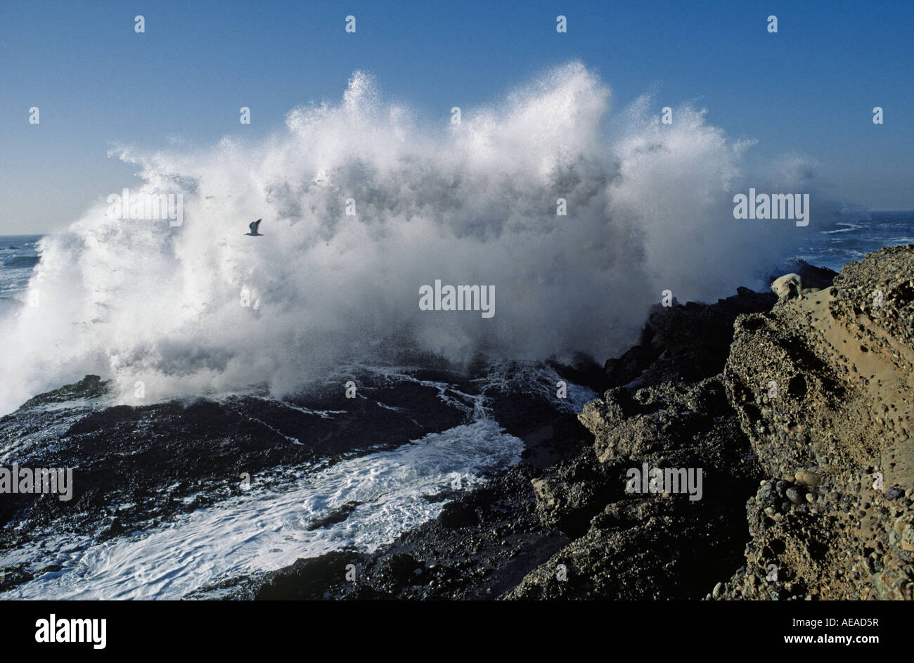 Giant winter storm WAVES hit the COASTLINE of POINT LOBOS STATE PARK ...