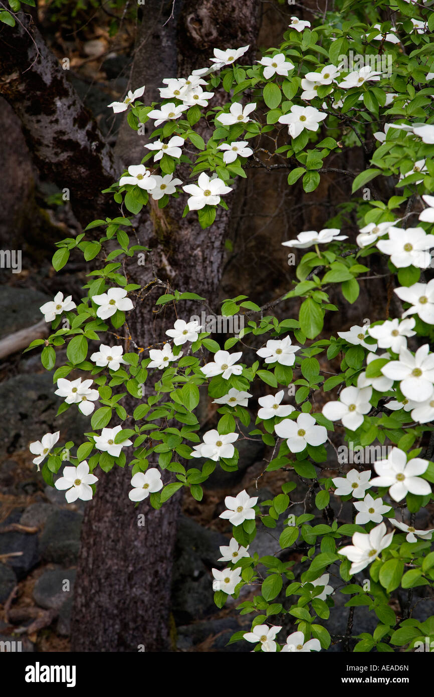 DOGWOOD TREES Cornus nuttallii family Cornaceae in full bloom YOSEMITE ...