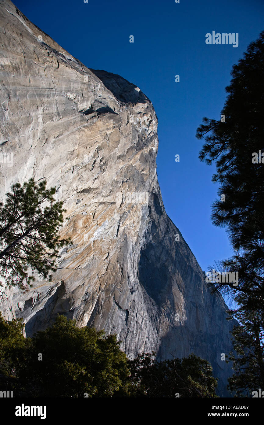 EVERGREEN TREES below EL CAPITAN in the YOSEMITE VALLEY YOSEMITE ...