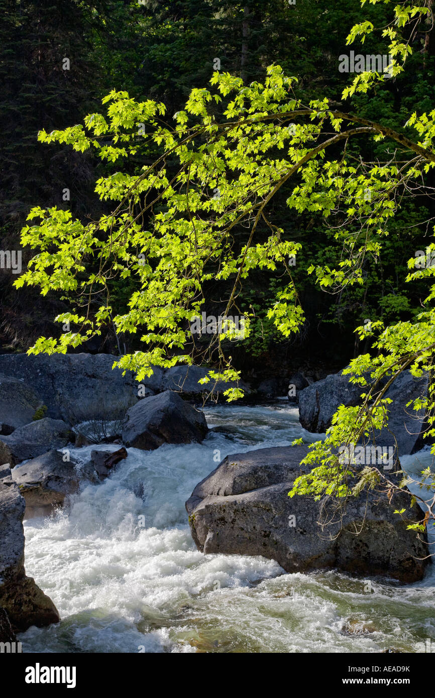 MAPLE TREES genus Acer and the NORTH FORK of the MERCED RIVER YOSEMITE ...