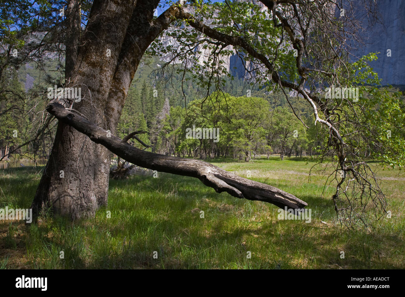 OAK TREE genus Quercus in the YOSEMITE VALLEY during springtime ...