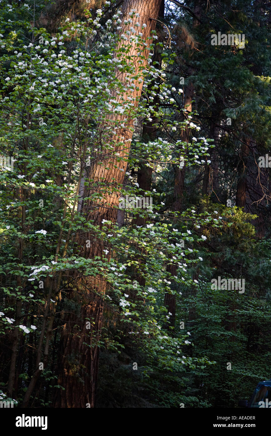 DOGWOOD TREES family Cornaceae bloom in Spring YOSEMITE NATIONAL PARK ...