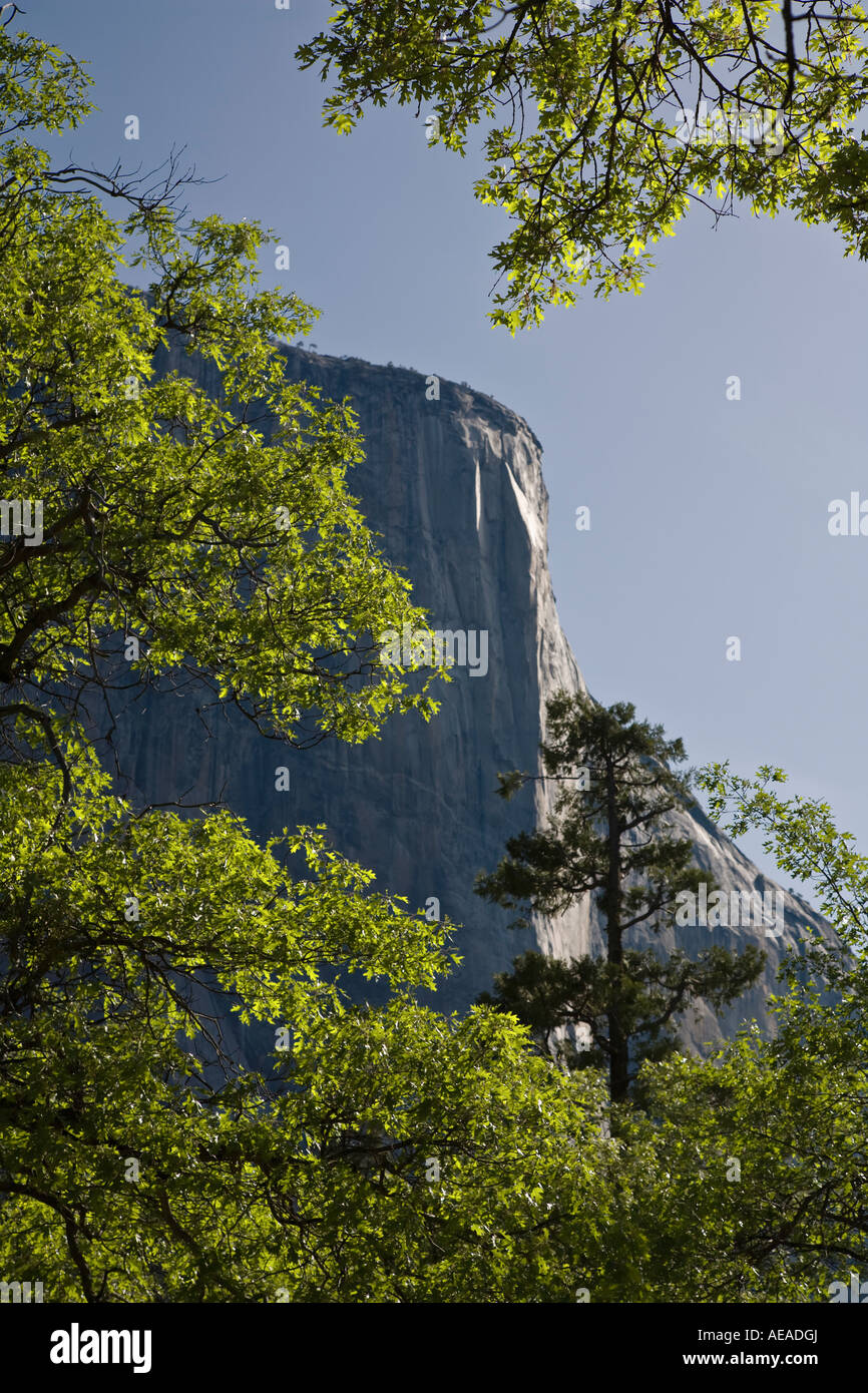 Trees grow new leaves below EL CAPITAN in the YOSEMITE VALLEY YOSEMITE ...