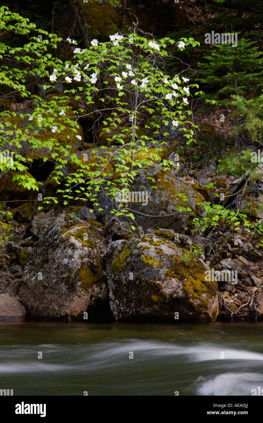 DOGWOOD TREES family Cornaceae in bloom along the shore of the MERCED ...