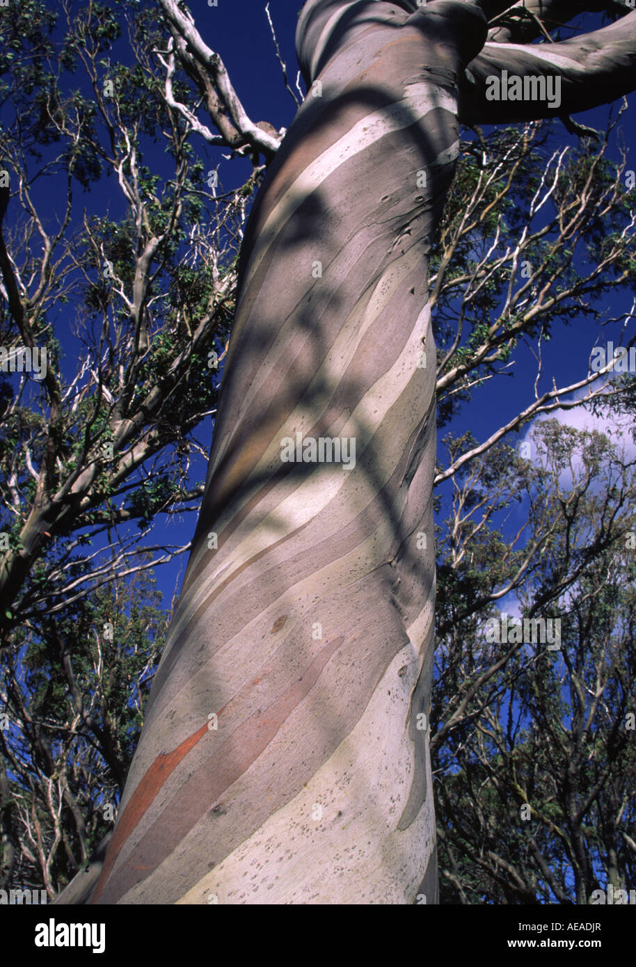 Snowgum Tree Trunk, Australia Stock Photo - Alamy