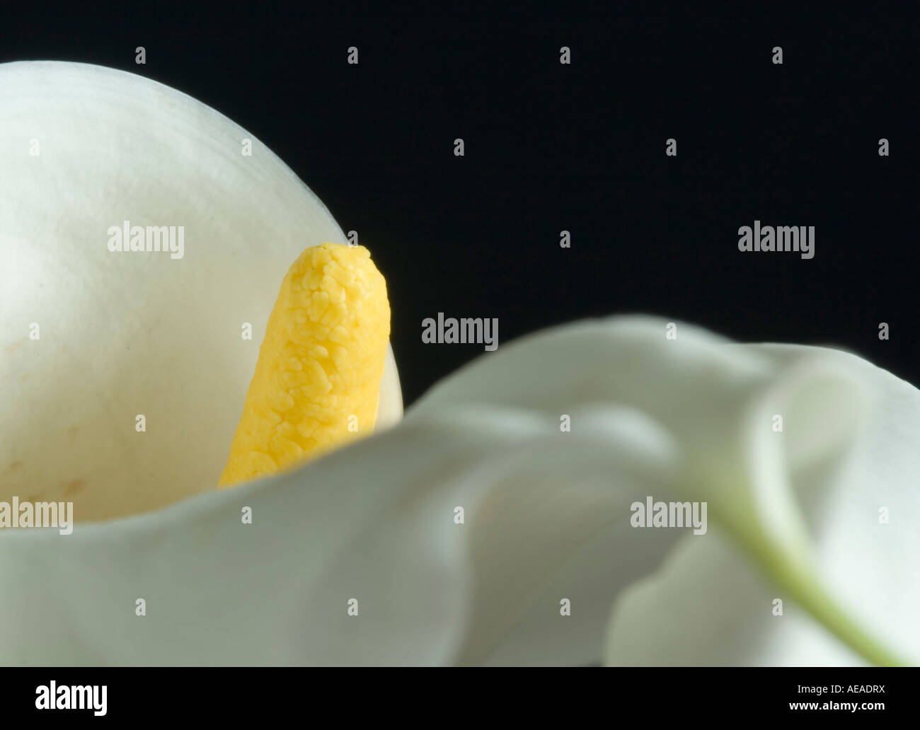 Lily reproduction hi-res stock photography and images - Alamy