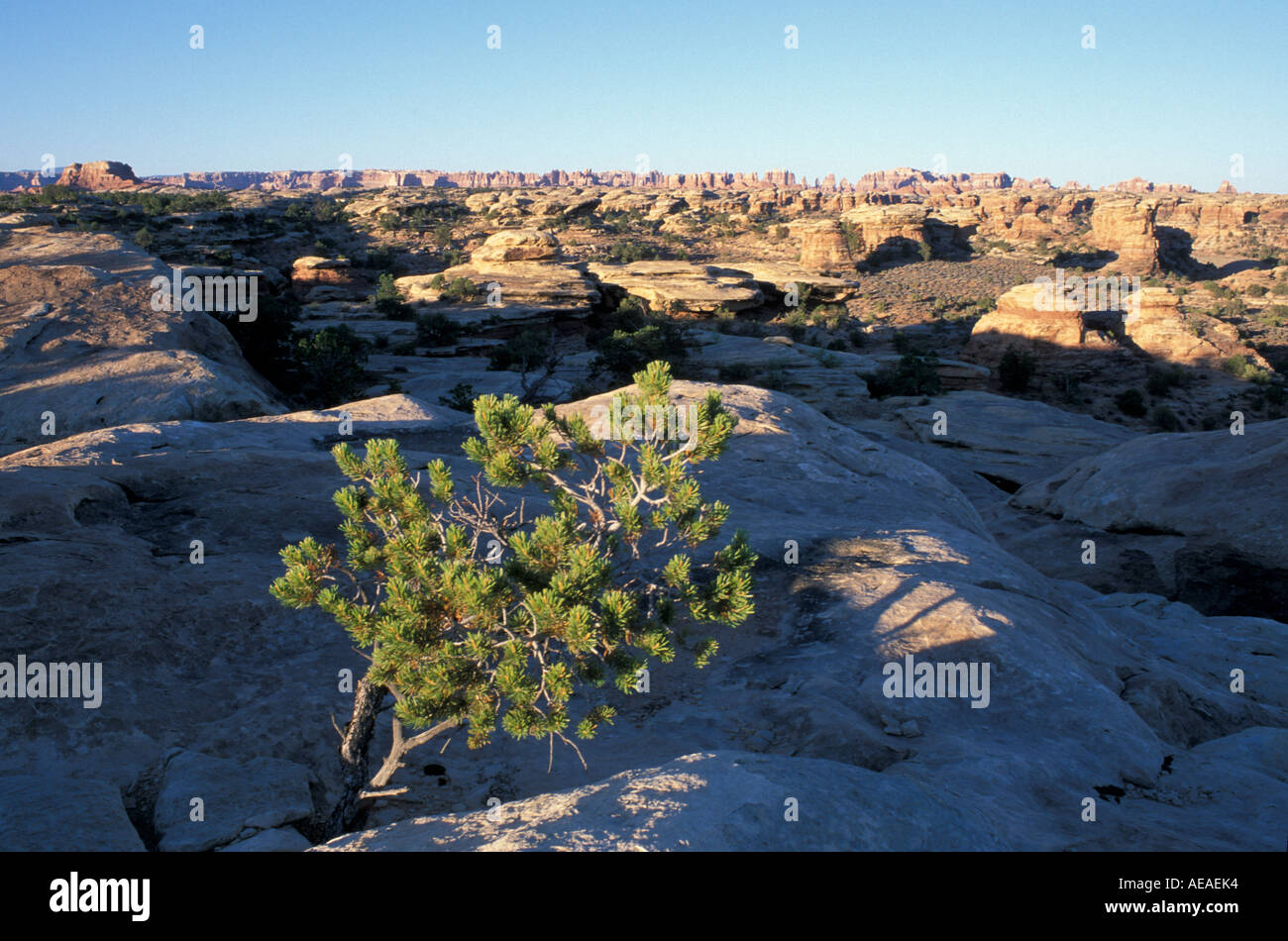 Pinus edulis needles hi-res stock photography and images - Alamy