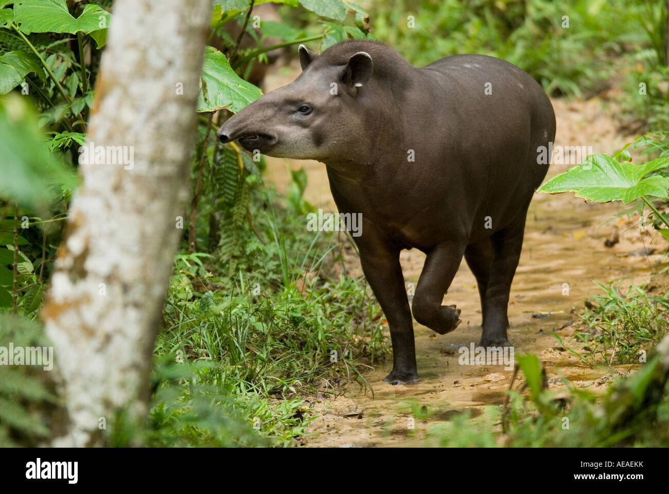 Amazonian tapir hi-res stock photography and images - Alamy