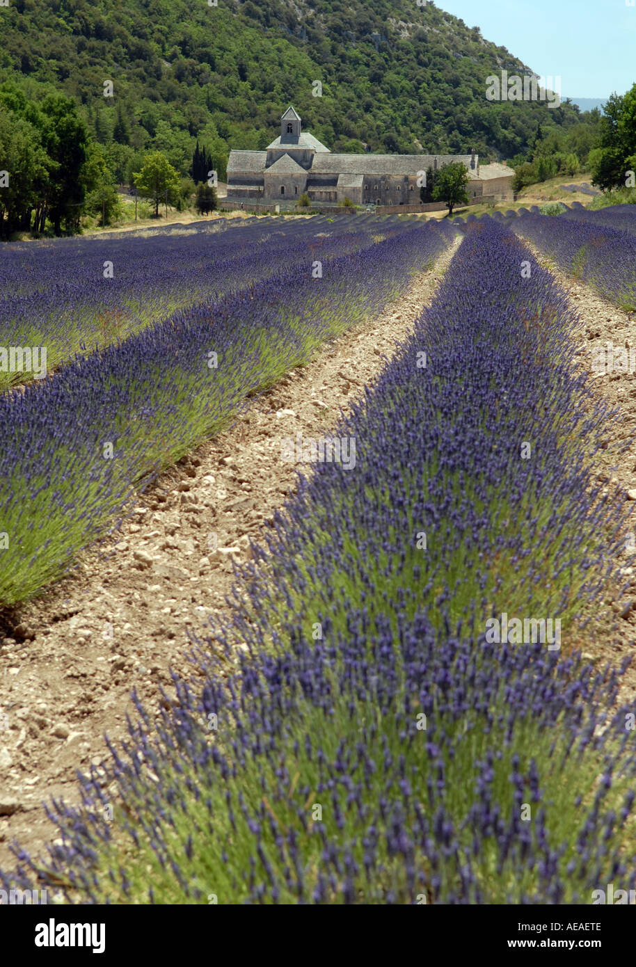 Abbaye de Senanque, Provence, France Stock Photo - Alamy