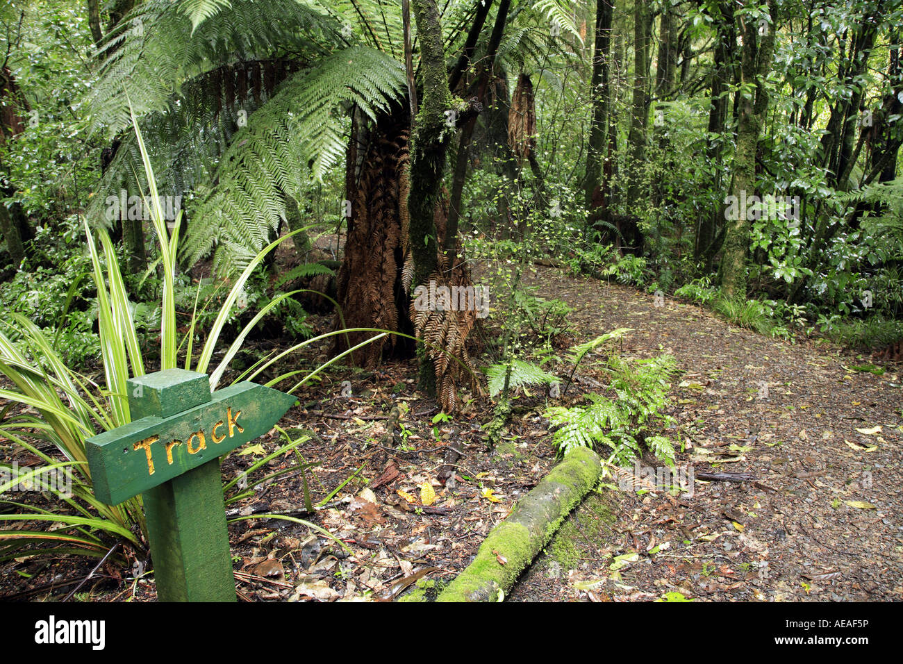 Pureora Forest Park Stock Photos & Pureora Forest Park Stock Images - Alamy