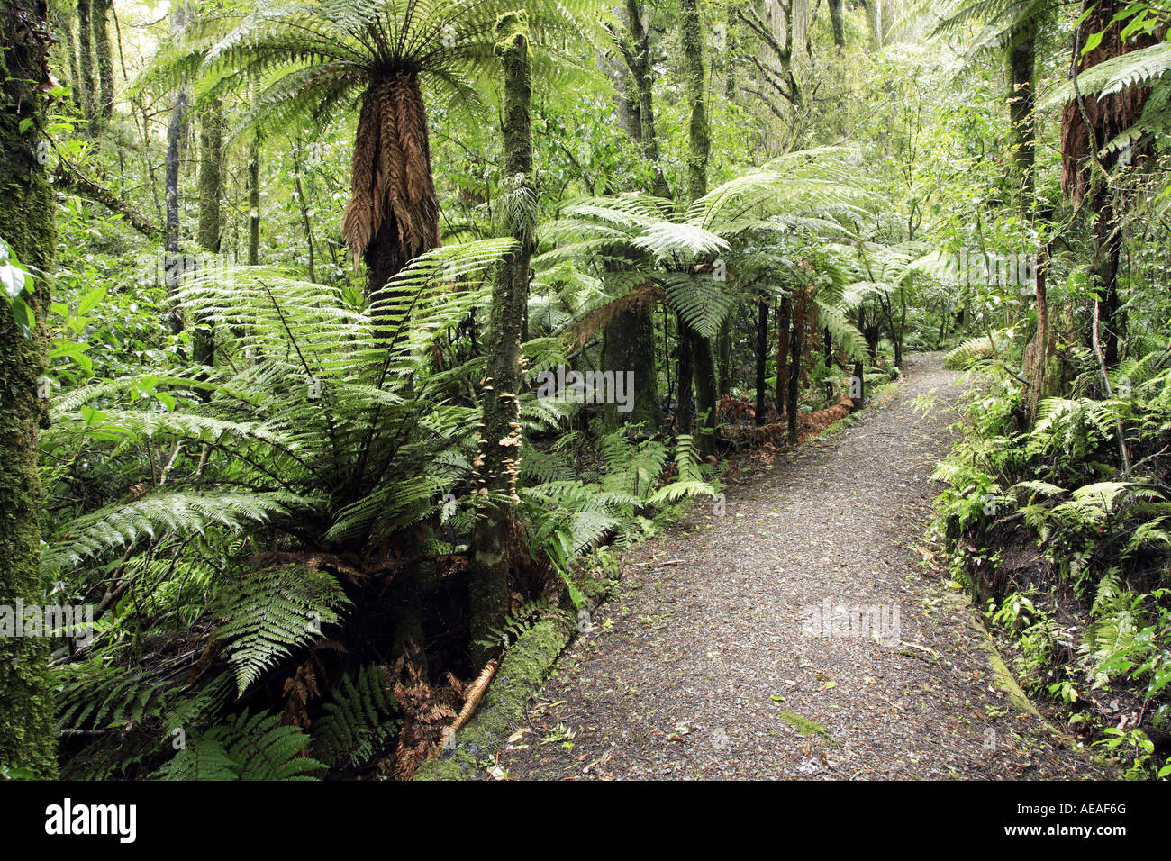 Pureora Forest Park Stock Photos & Pureora Forest Park Stock Images - Alamy