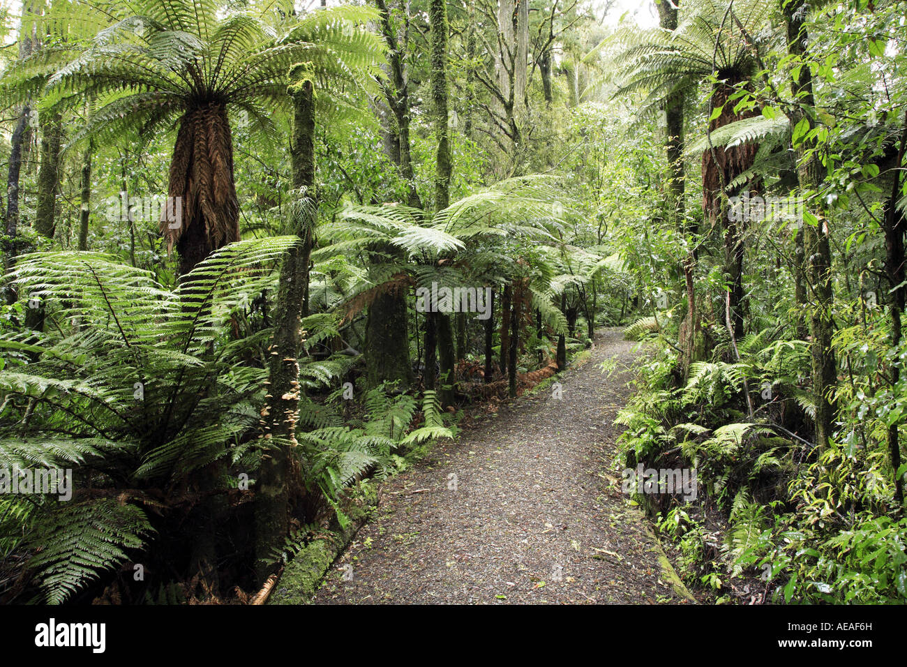 Pureora Forest Park, North Island, New Zealand Stock Photo - Alamy